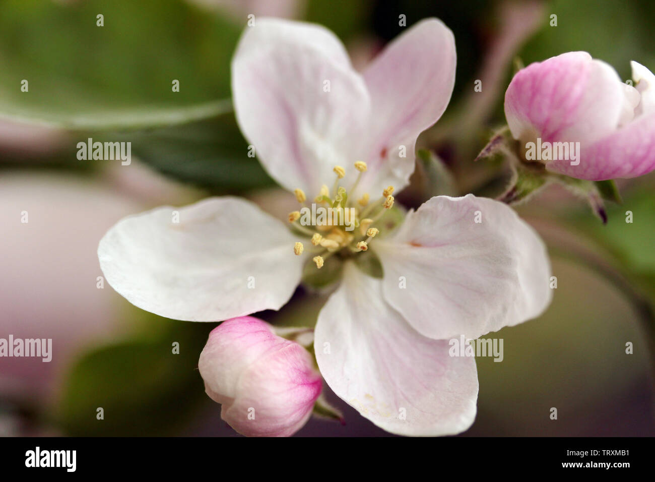 flowering apple tree in spring Stock Photo - Alamy