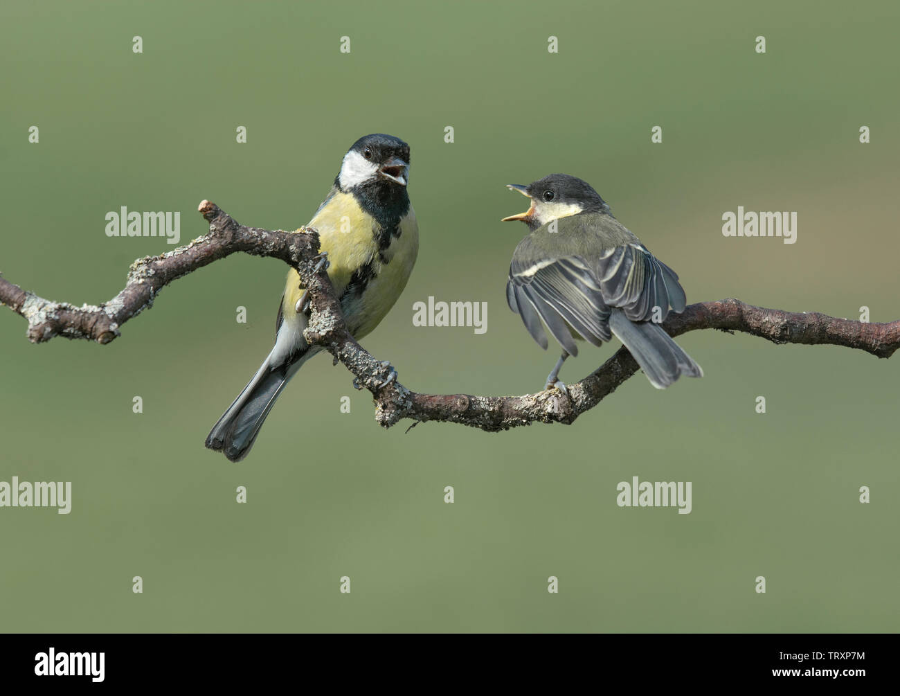 Great tit, parus major feeding young fledgling on stick, Lancashire, UK ...
