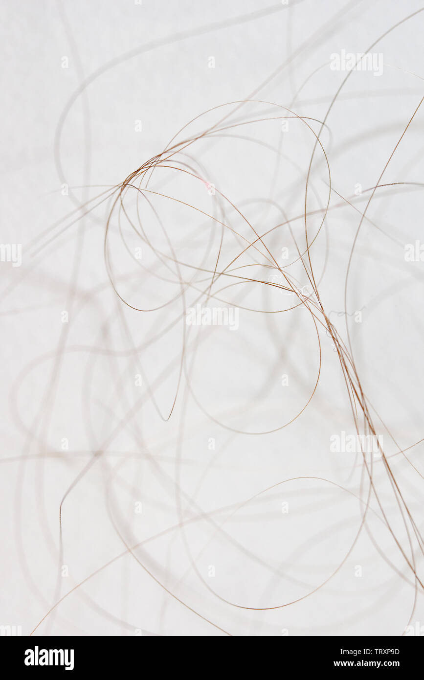 Strands of human hair on a white background Stock Photo - Alamy