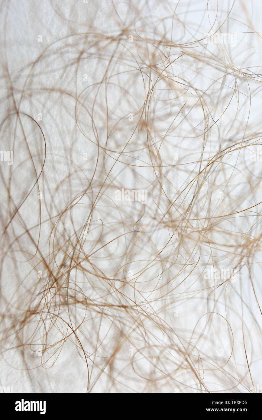 Strands of human hair on a white background Stock Photo - Alamy