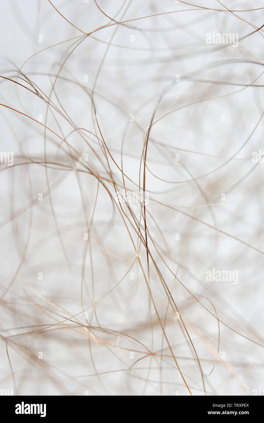 Strands of human hair on a white background Stock Photo - Alamy
