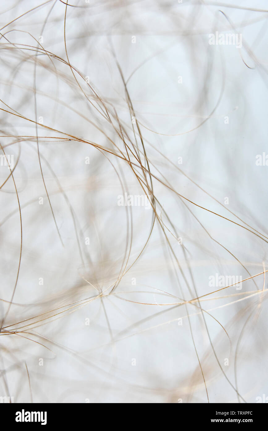 Strands of human hair on a white background Stock Photo - Alamy