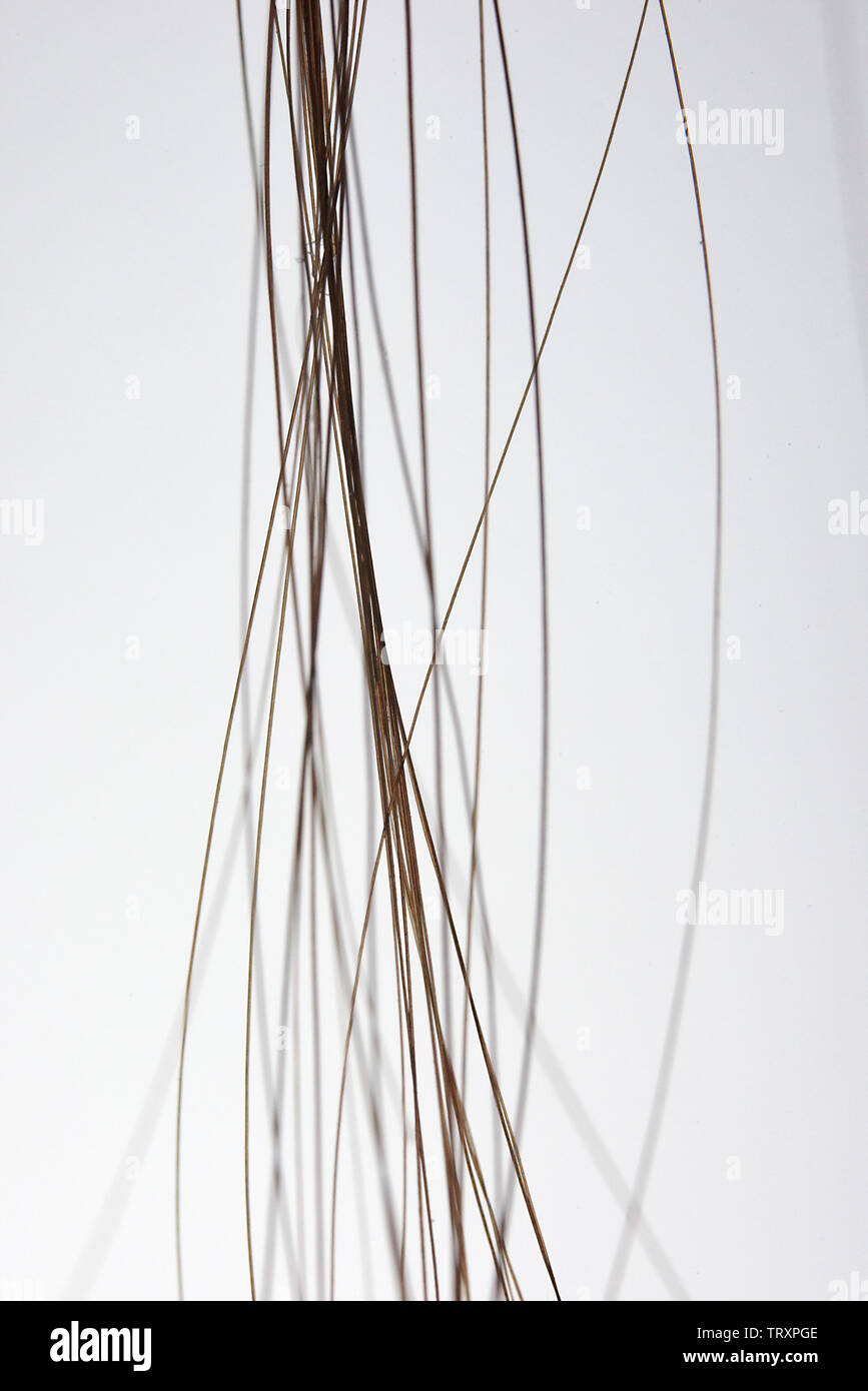 Human hair strands hi-res stock photography and images - Alamy