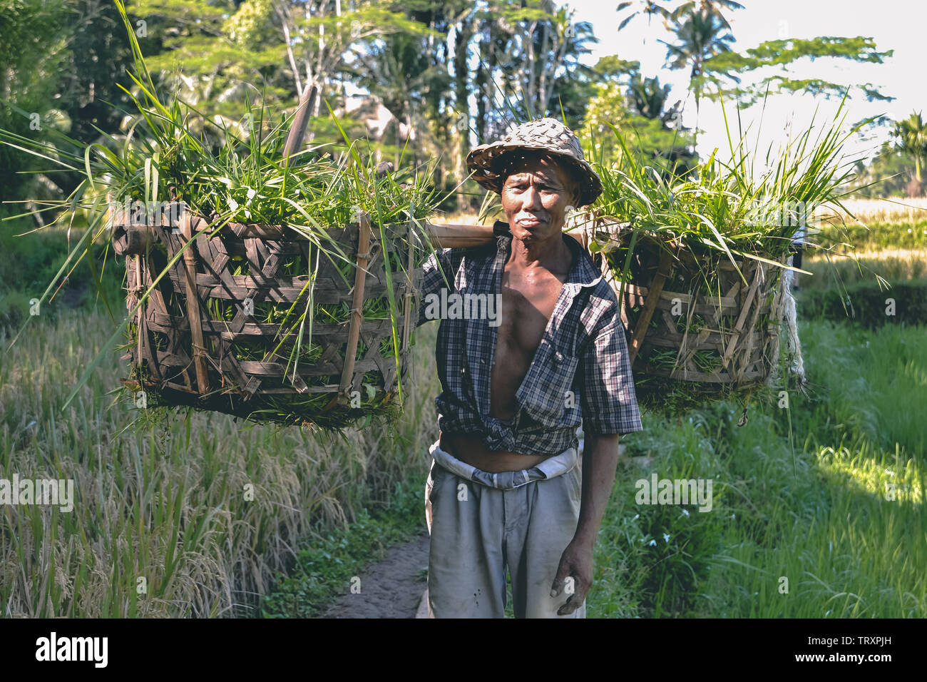 People work in rice fields hi-res stock photography and images - Alamy