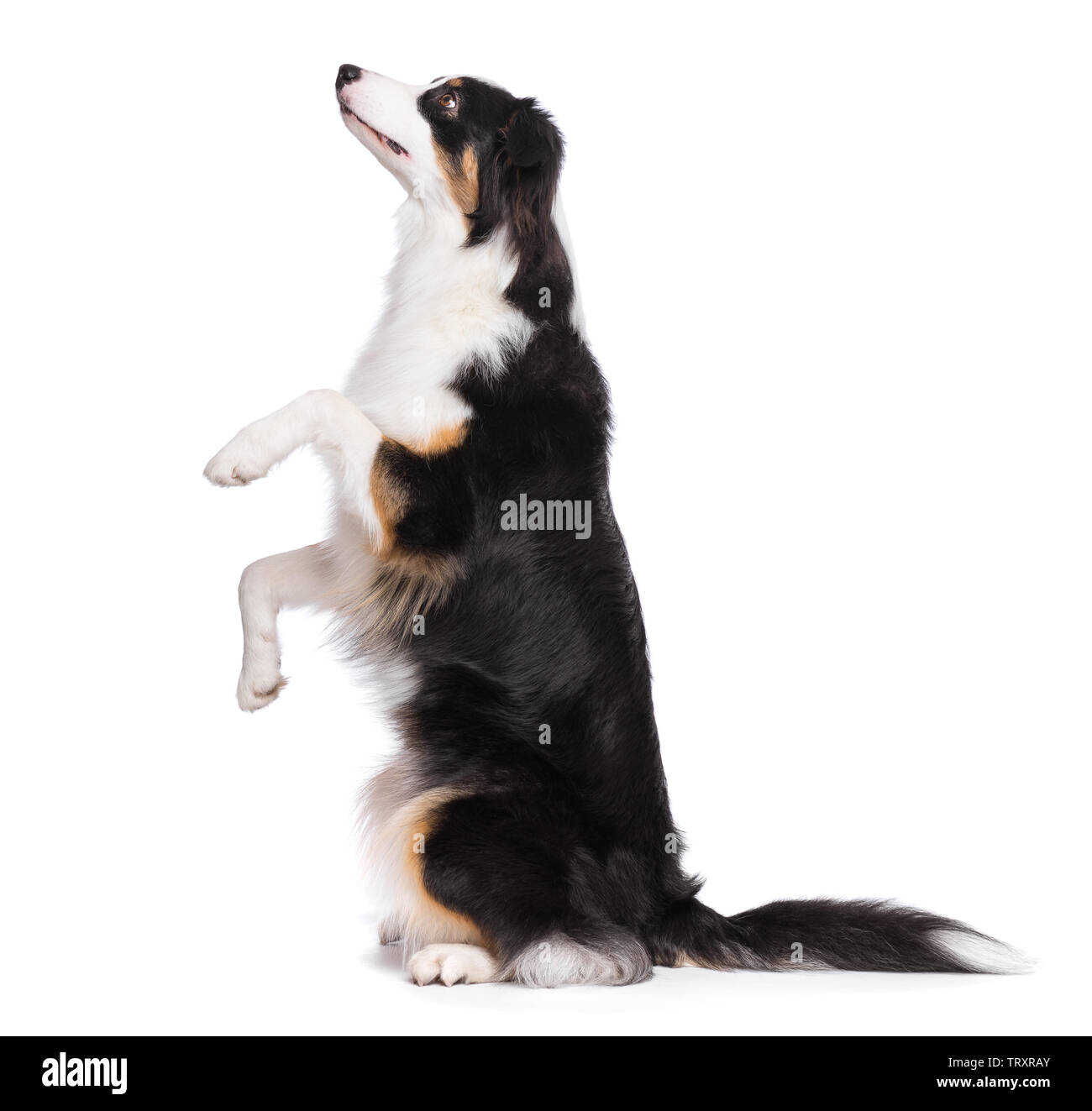 Australian Shepherd dog on white Stock Photo - Alamy