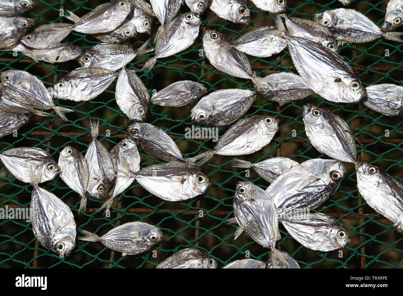 Poaching of fish hi-res stock photography and images - Alamy