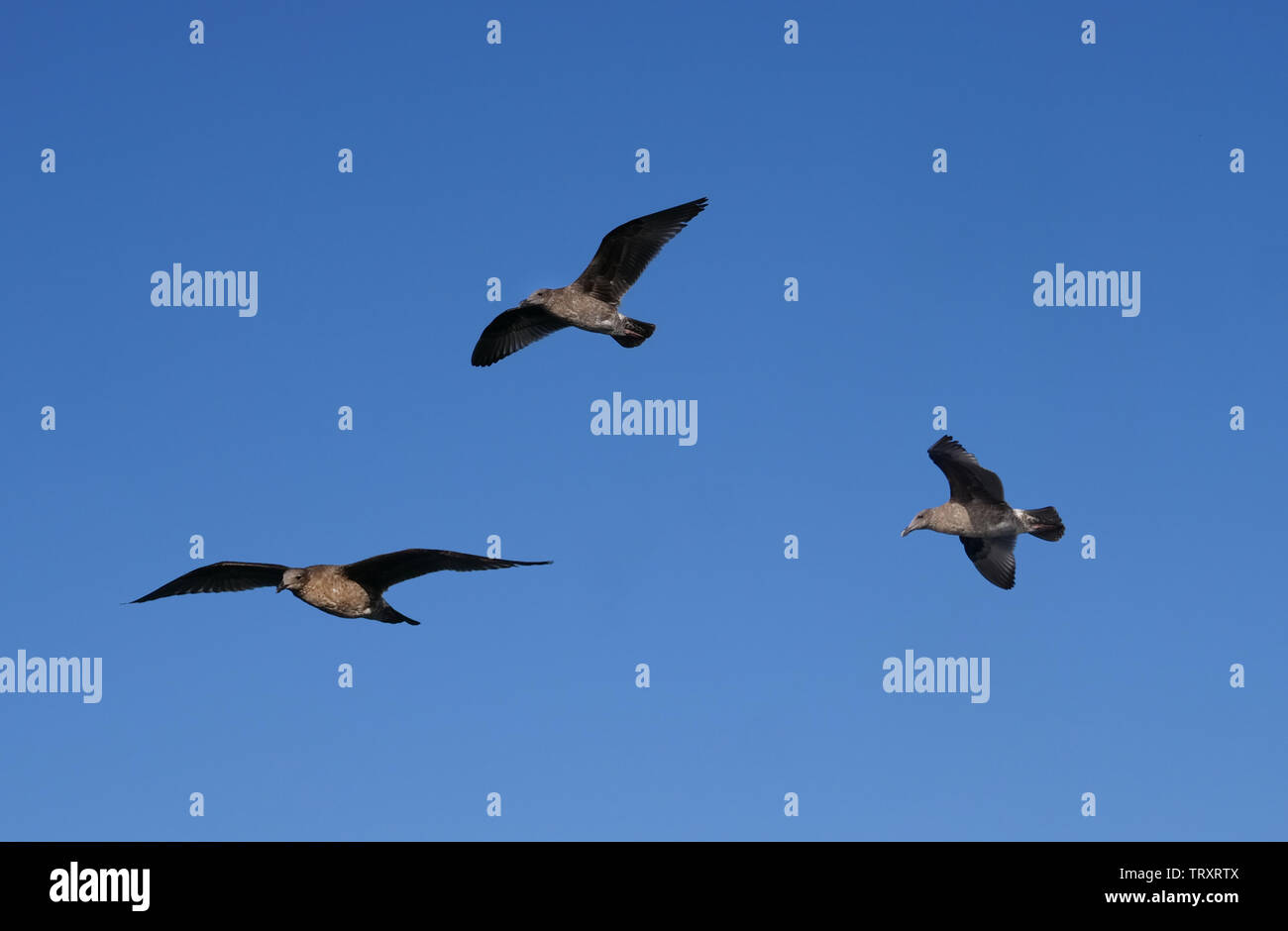 Three birds circling soaring on air thermals flying with open wings ...