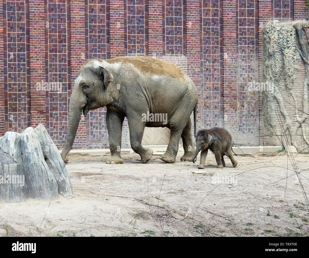 Indian Elephant Baby