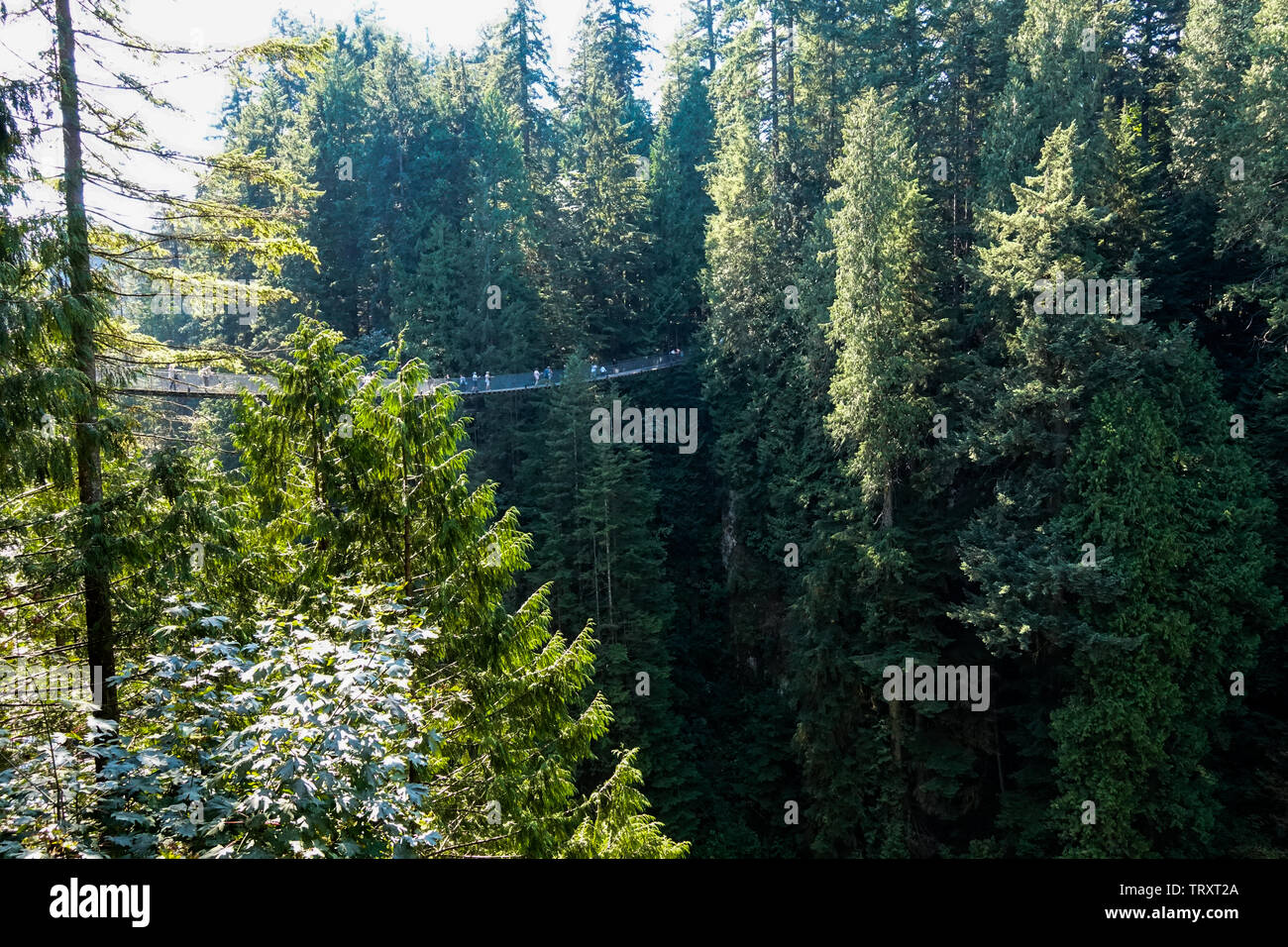 Suspension bridge crossing a river, among evergreen forest full of ...