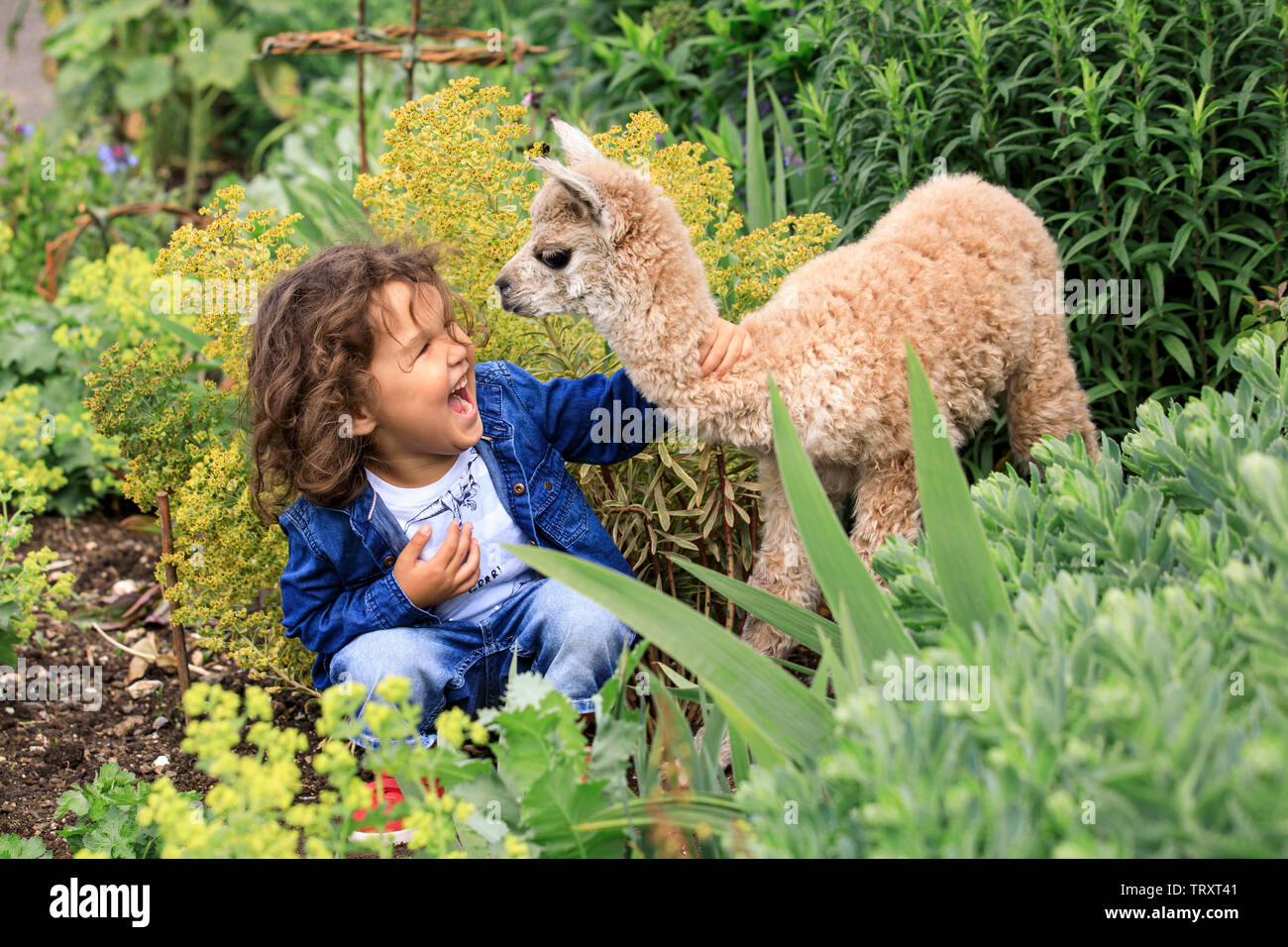 Llama babies hi-res stock photography and images - Alamy