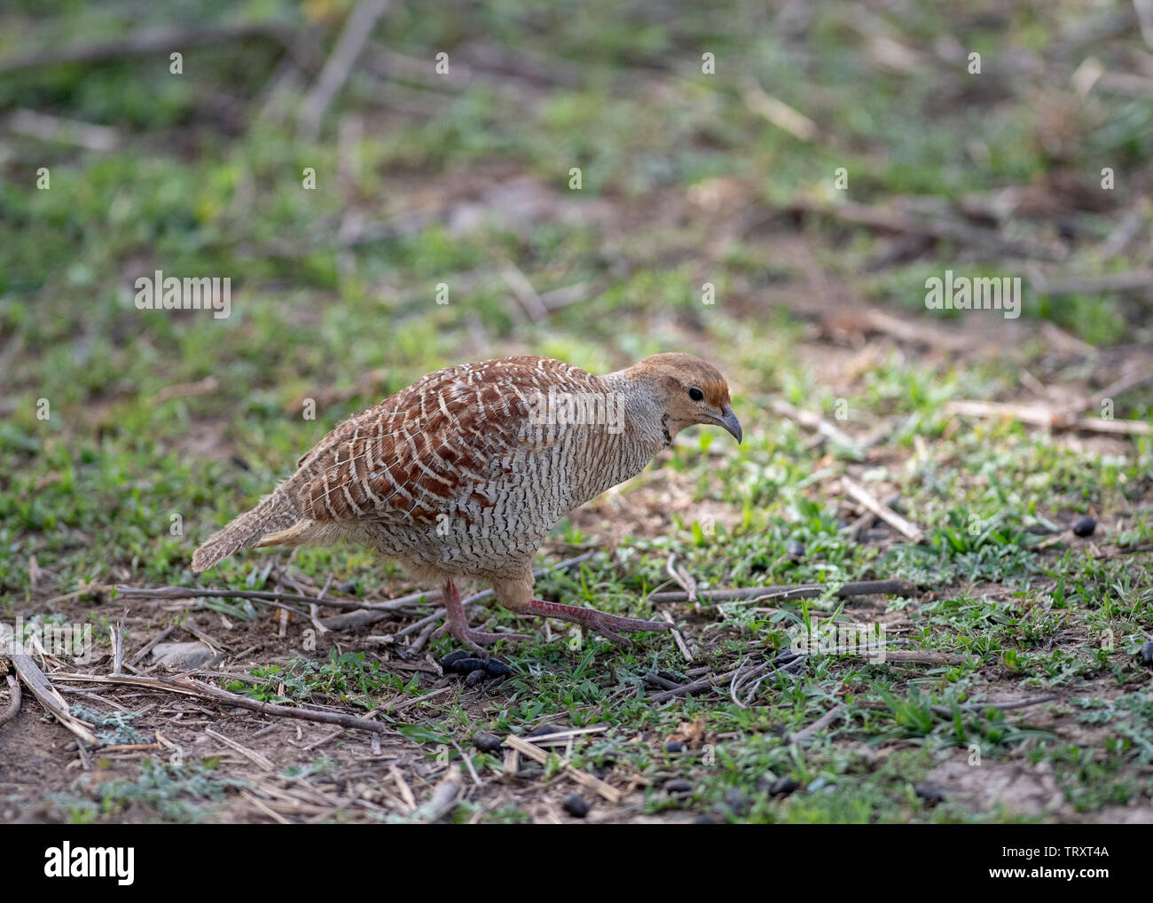 Partridge eyes hi-res stock photography and images - Alamy