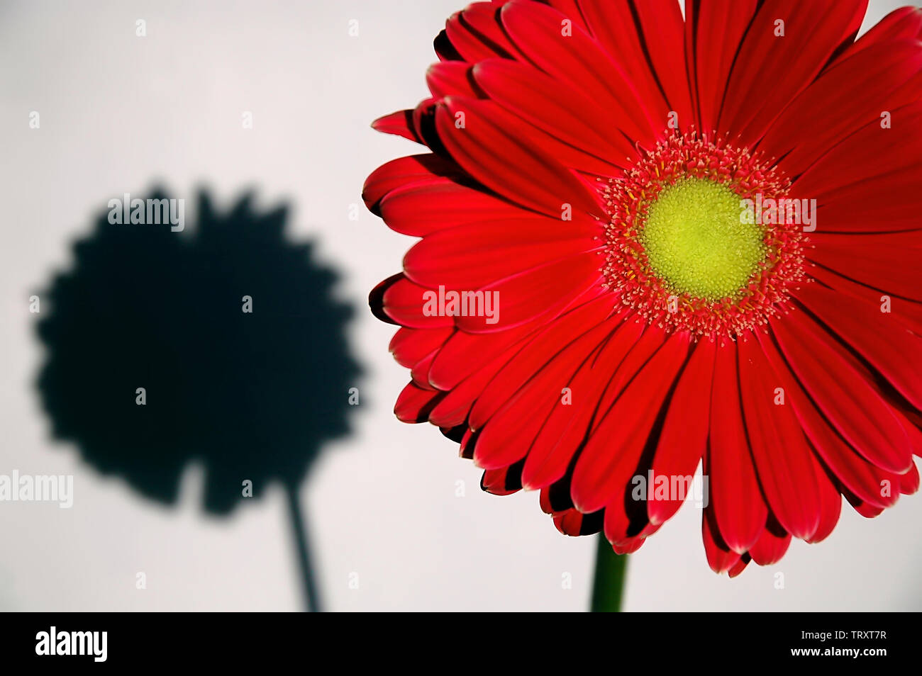 Red Gerbera flower with shadow on light grey background Stock Photo - Alamy