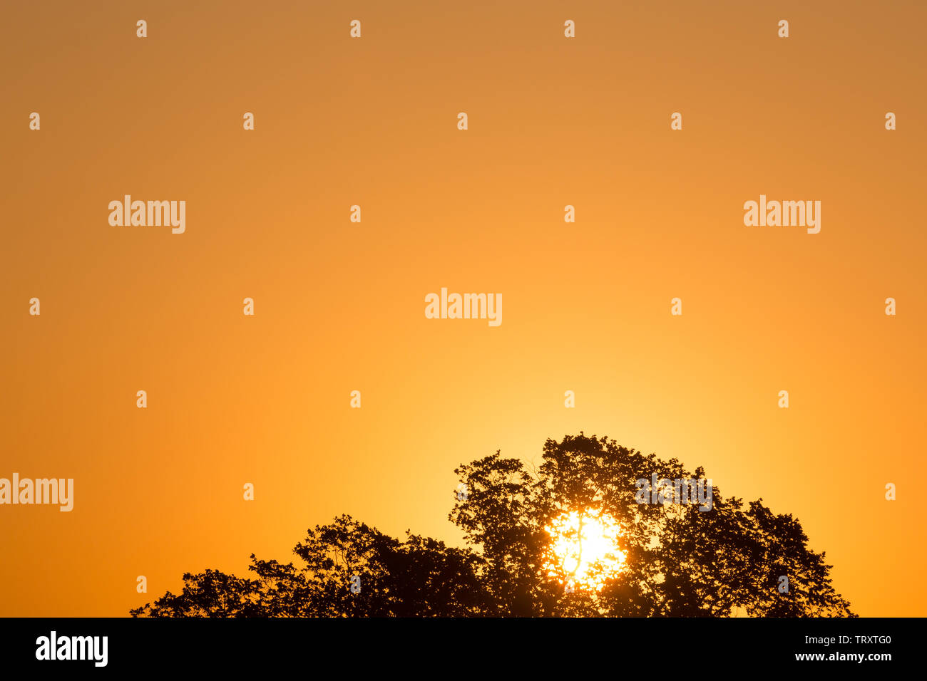 landscape with sun rising behind tree Stock Photo - Alamy