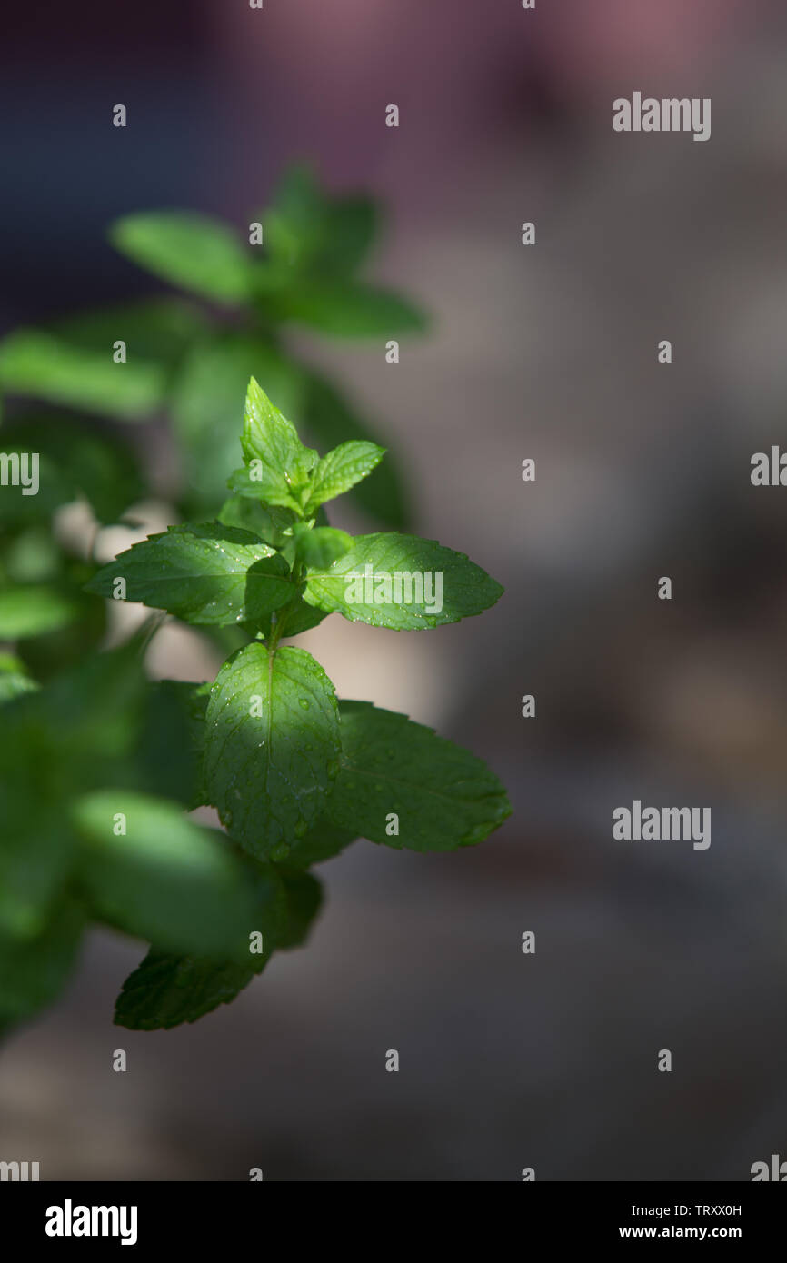 Mint plants photographed in the morning light in selective focus with ...