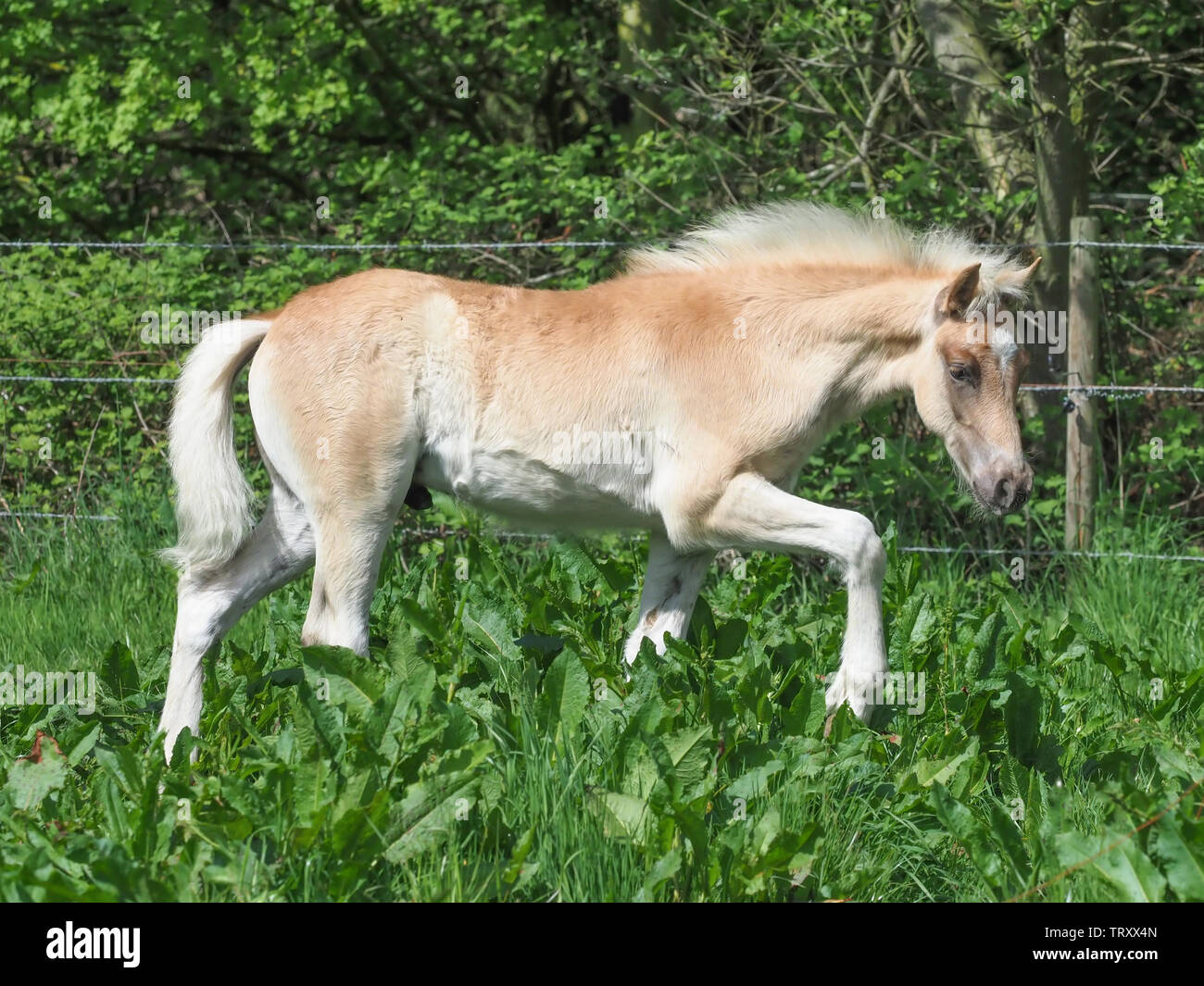 A pretty Haflinger foal walks through a summer paddock Stock Photo - Alamy