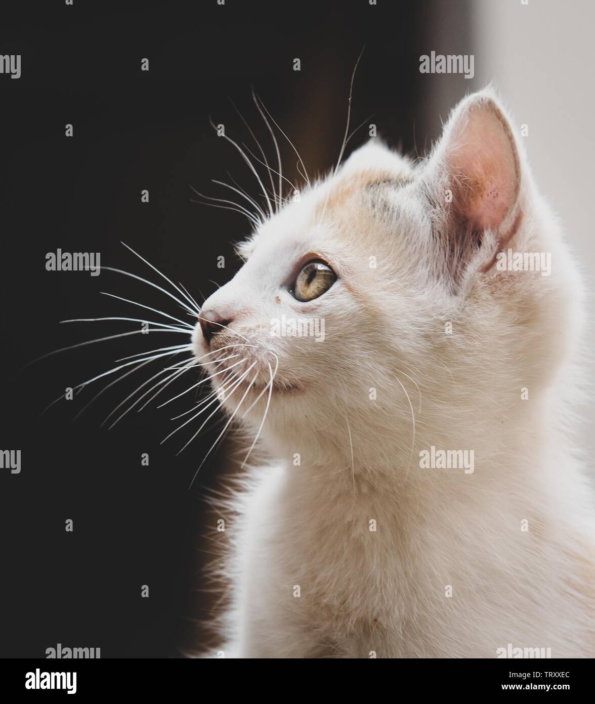 My pet cat Stock Photo - Alamy