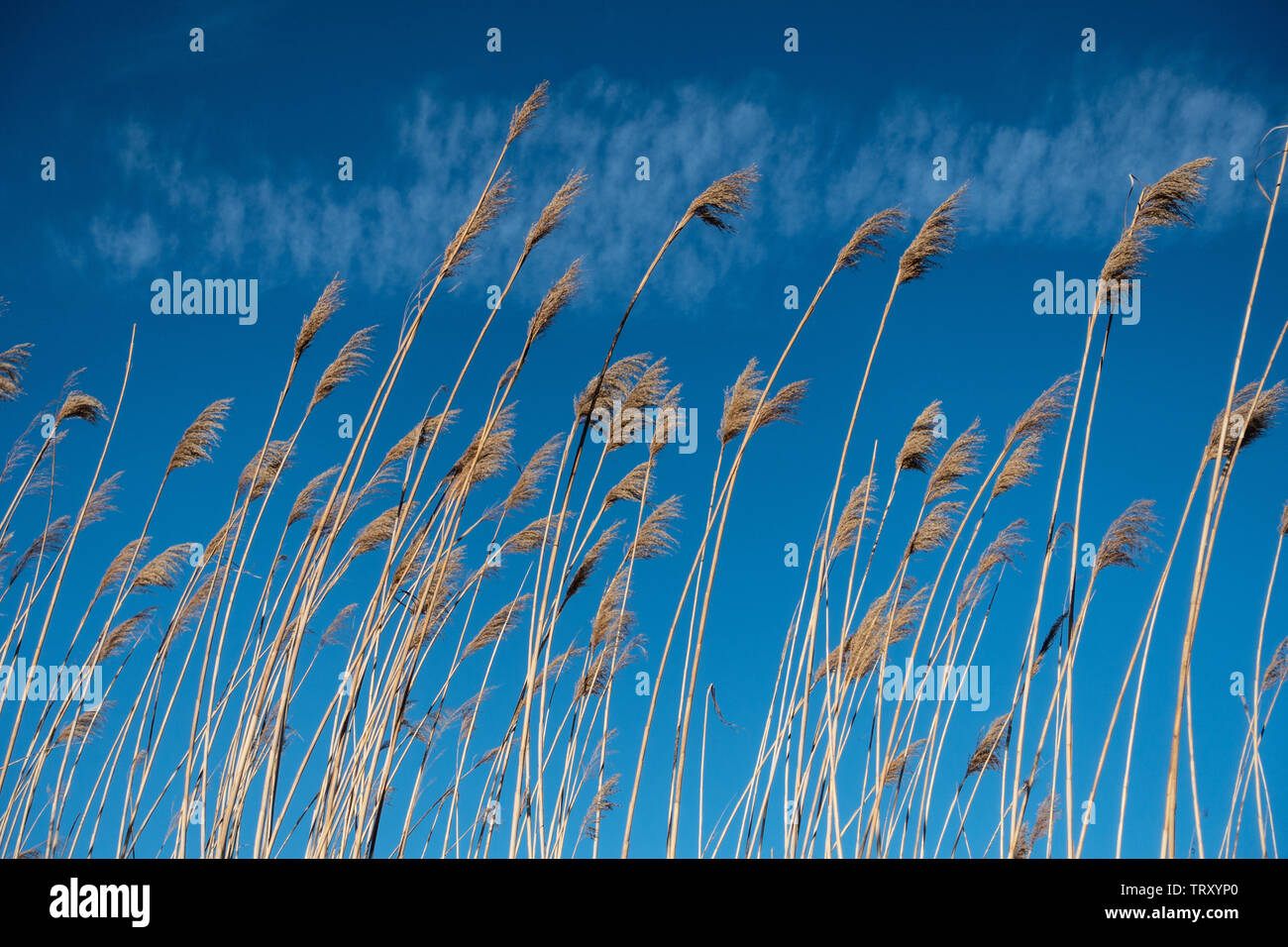 Marshland grasses spain hi-res stock photography and images - Alamy
