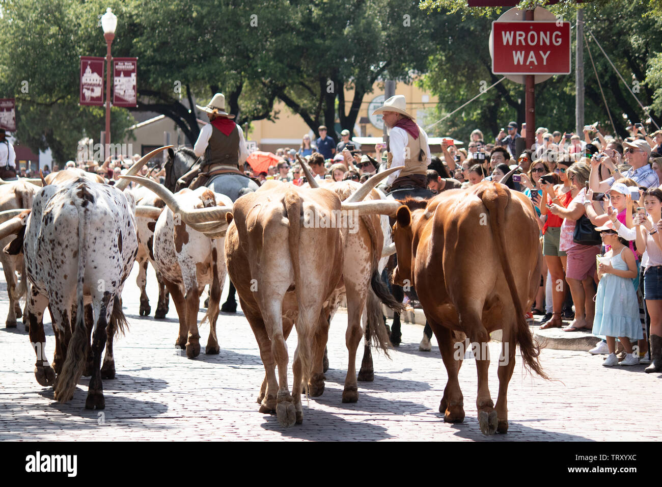 Longhorn tails hi-res stock photography and images - Alamy