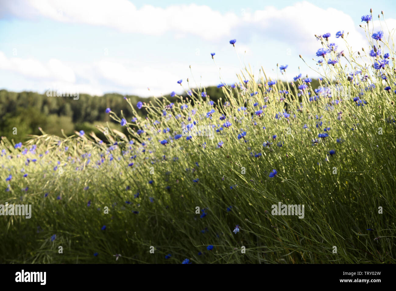 Field of beautiful blue flower of cornflower. Village pastoral ...