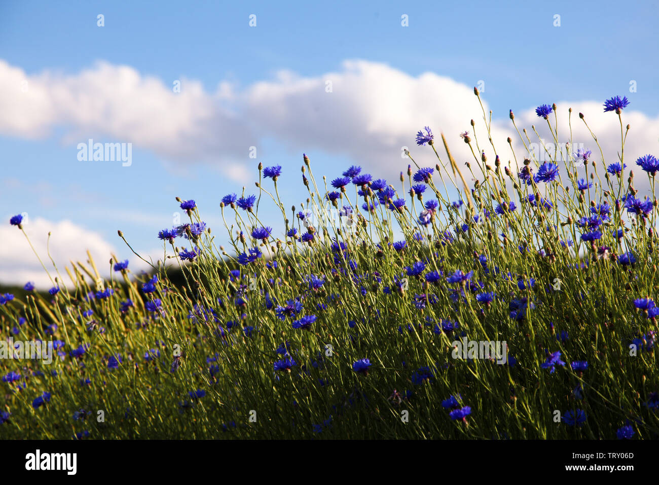 Field of beautiful blue flower of cornflower. Village pastoral ...