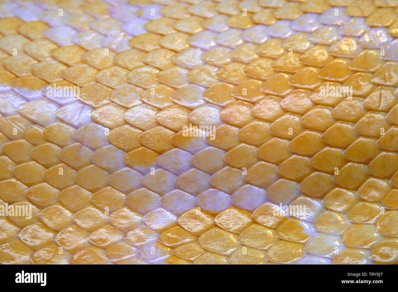 Snake skin seamless texture pattern hi-res stock photography and images ...