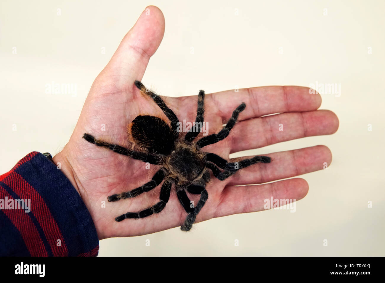 A large black spider on the palm of a man's hand. A man holding a ...