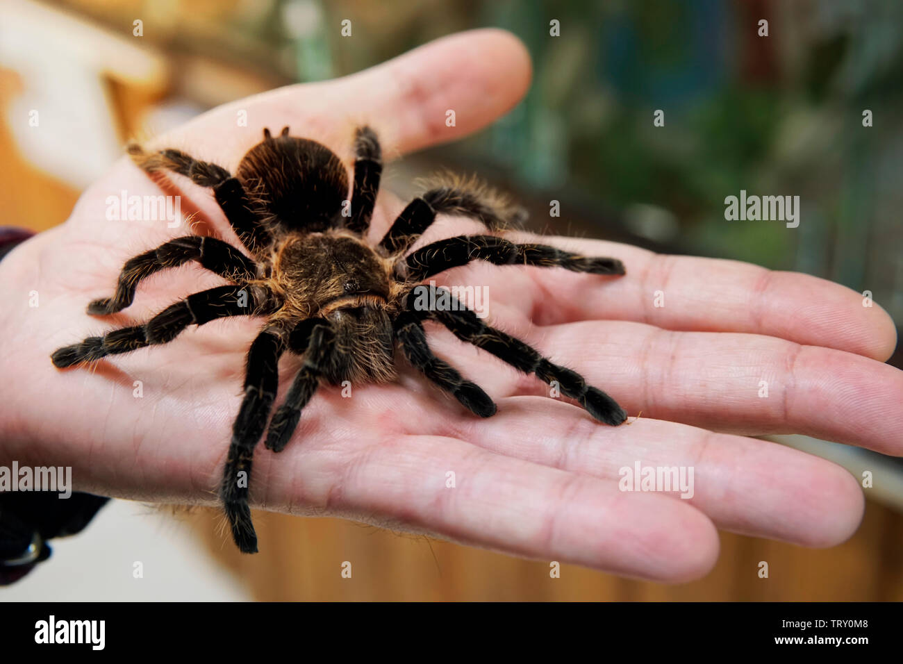 A large black spider on the palm of a man's hand. A man holding a ...