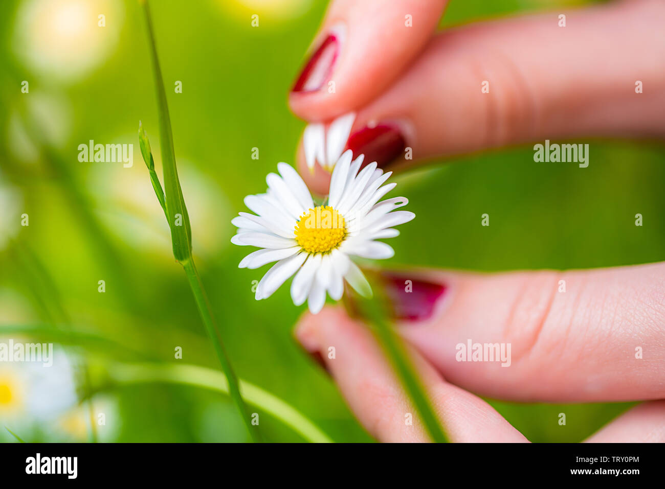 Daisy plucking petal hi-res stock photography and images - Alamy