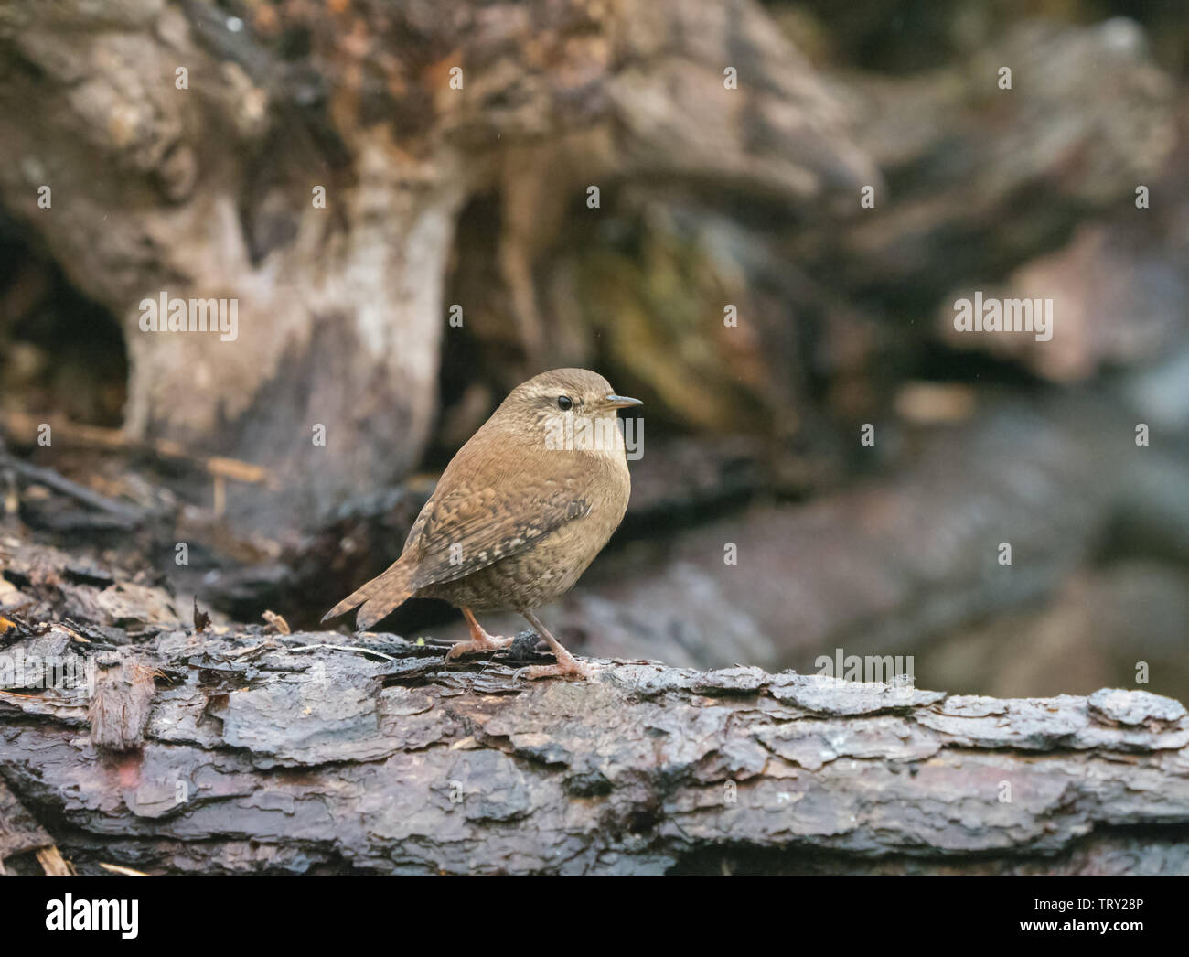 Eurasian wren in nature hi-res stock photography and images - Alamy