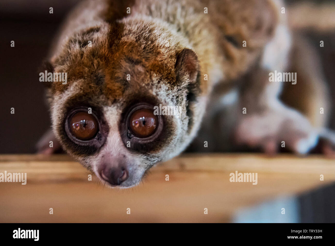 Slow Loris In The Wild