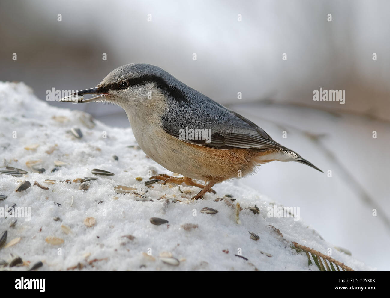 Norway. A nuthatch at my birdhouse Stock Photo - Alamy
