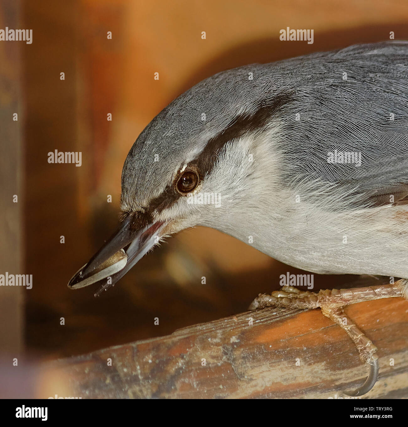 Norway. A nuthatch at my birdhouse Stock Photo - Alamy