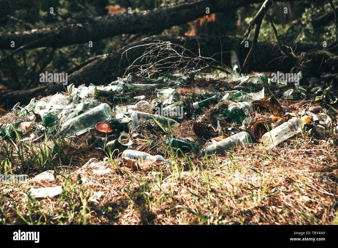Pollution of the environment. Garbage pile in the forest. Waste or ...