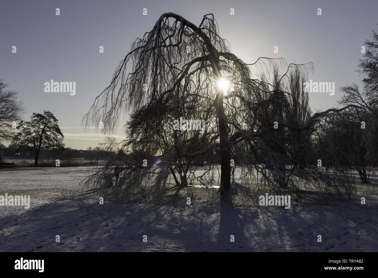Hanging beech hi-res stock photography and images - Alamy