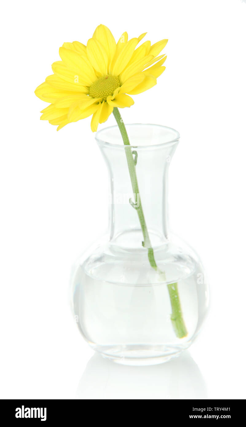Flower in test-tube isolated on white Stock Photo - Alamy