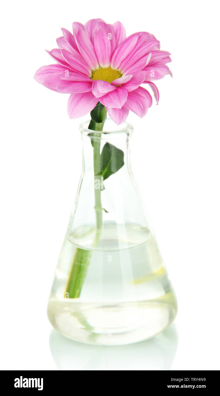 Flower in test-tube isolated on white Stock Photo - Alamy