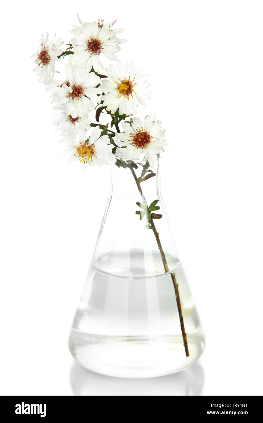 Flowers in test-tube isolated on white Stock Photo - Alamy