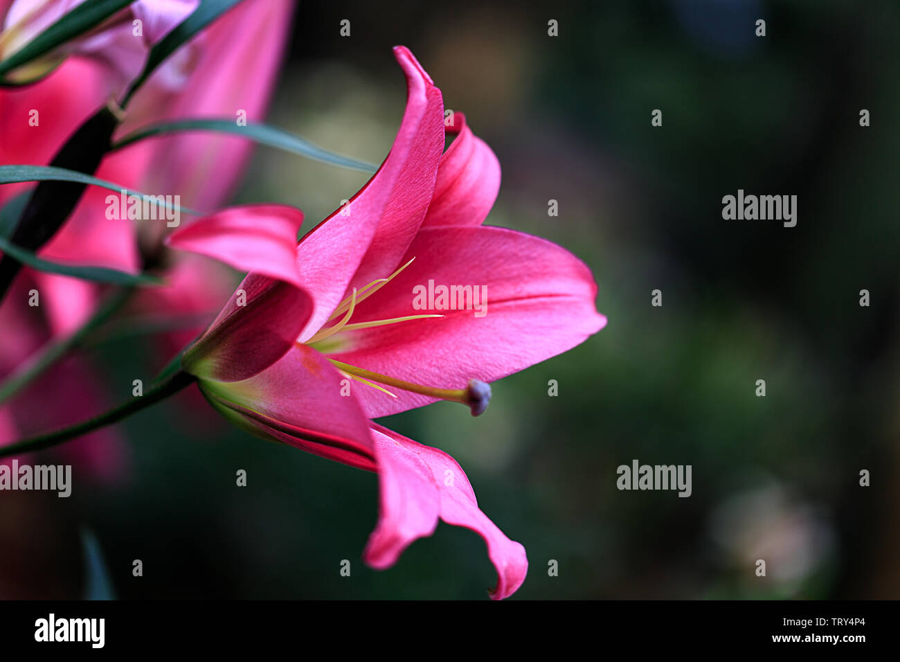 Temple fairs, Chinese New Year, blessings, incense, tulips, food ...