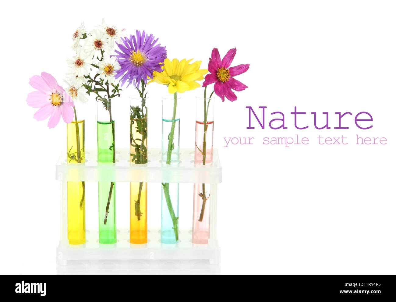 Flowers in test-tubes isolated on white Stock Photo - Alamy