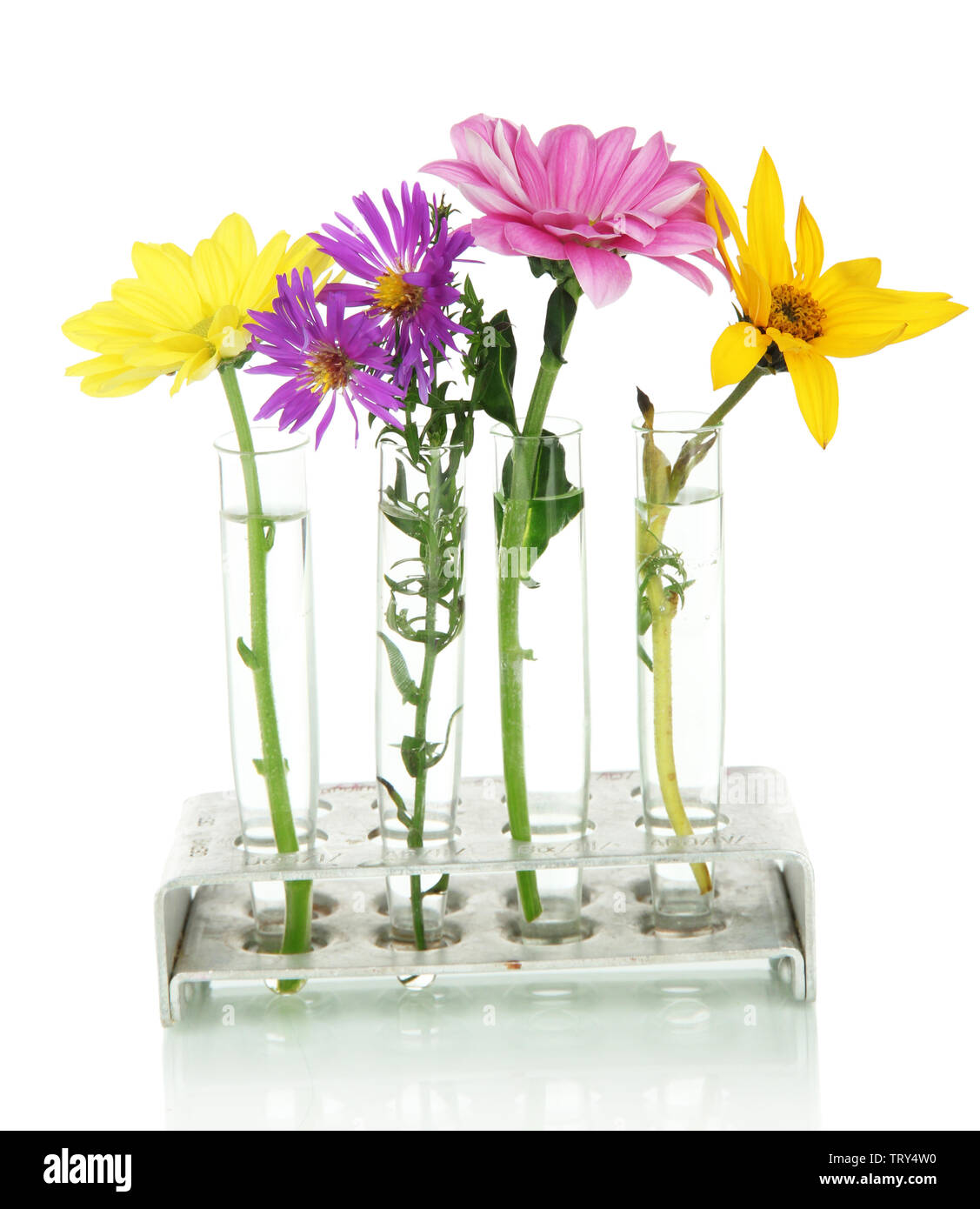 Flowers in test-tubes isolated on white Stock Photo - Alamy