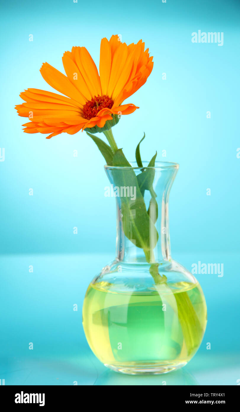 Flower in test-tube on light blue background Stock Photo - Alamy