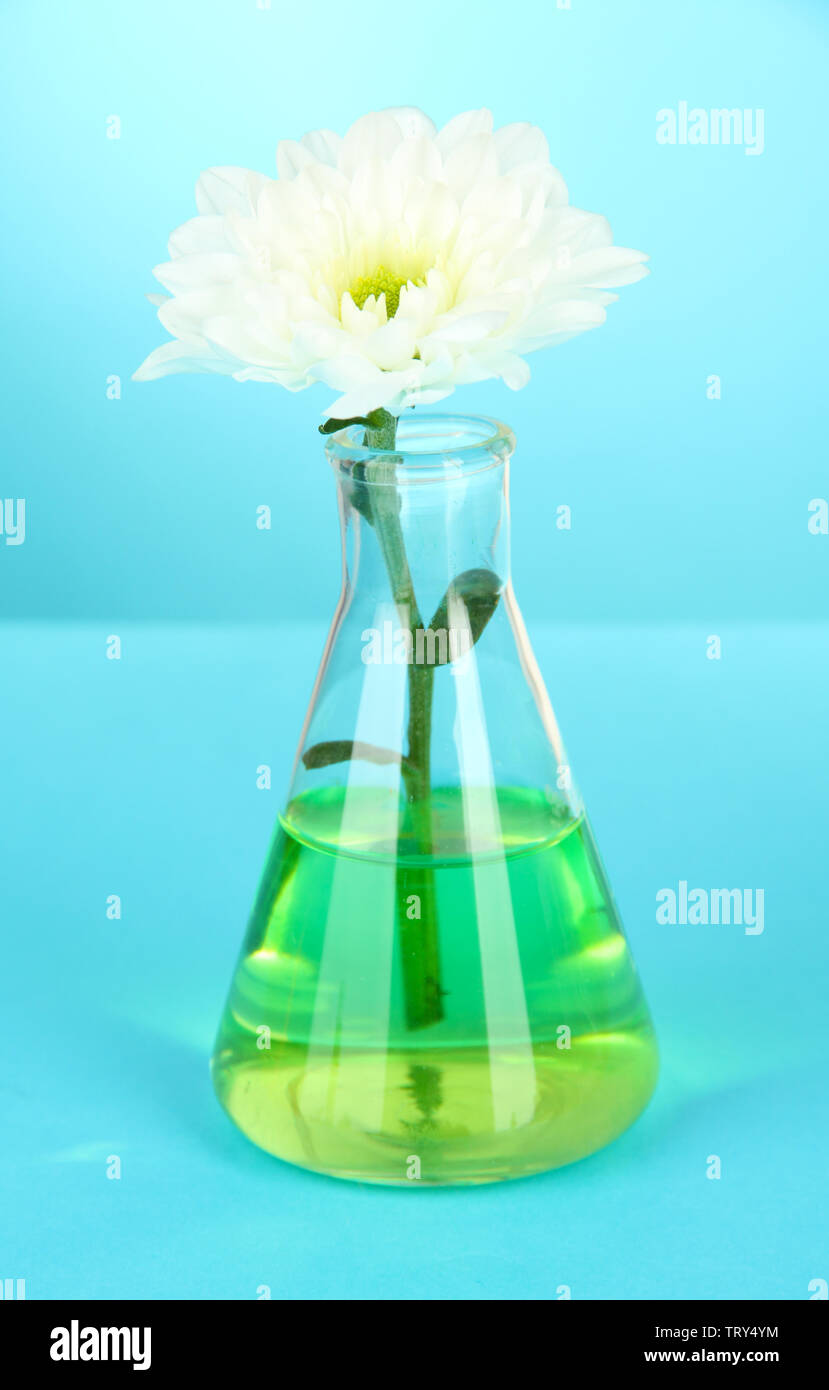 Flower in test-tube on light blue background Stock Photo - Alamy