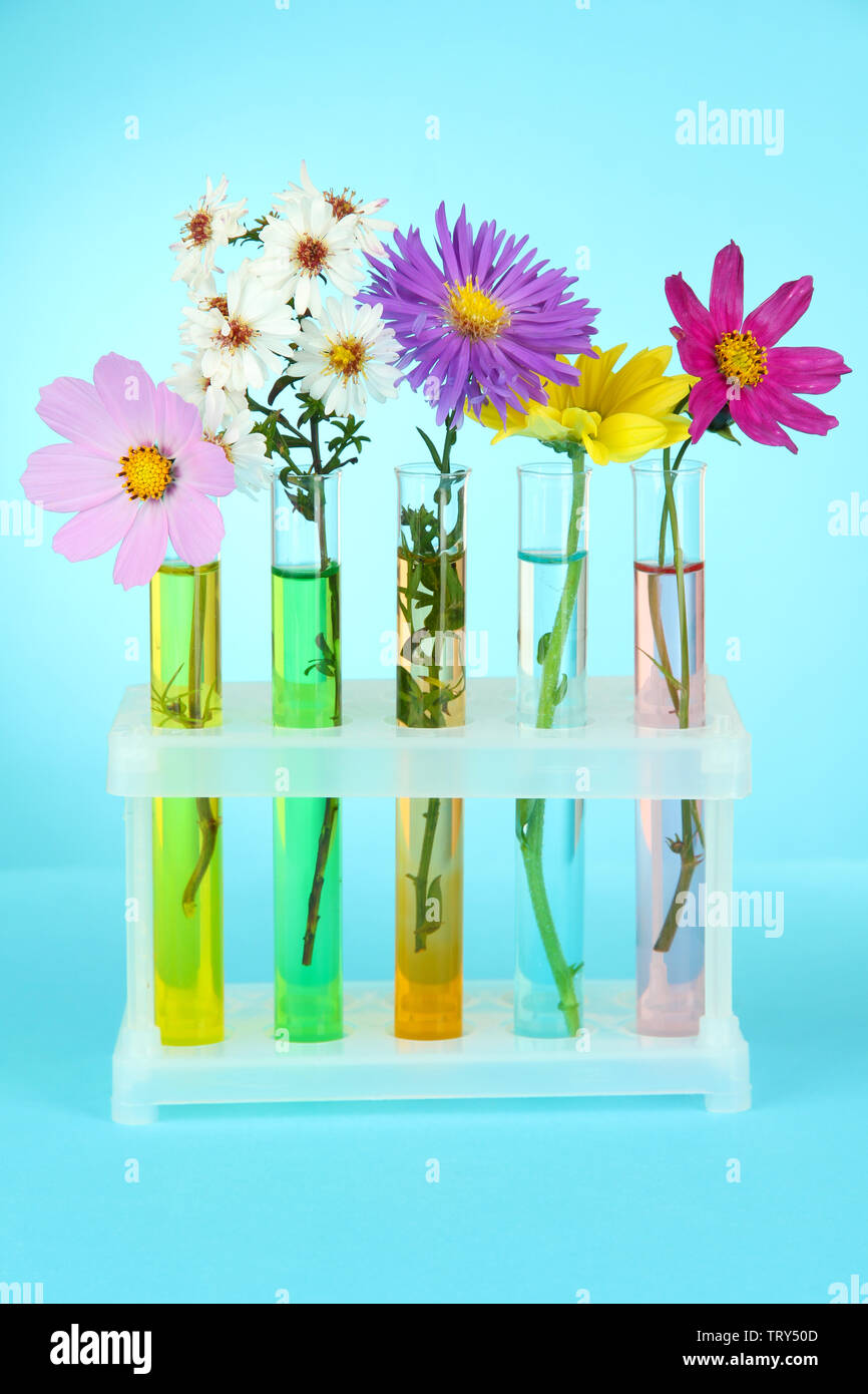 Flowers in test-tubes on light blue background Stock Photo - Alamy