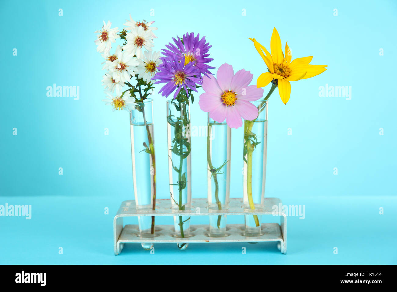 Flowers in test-tubes on light blue background Stock Photo - Alamy