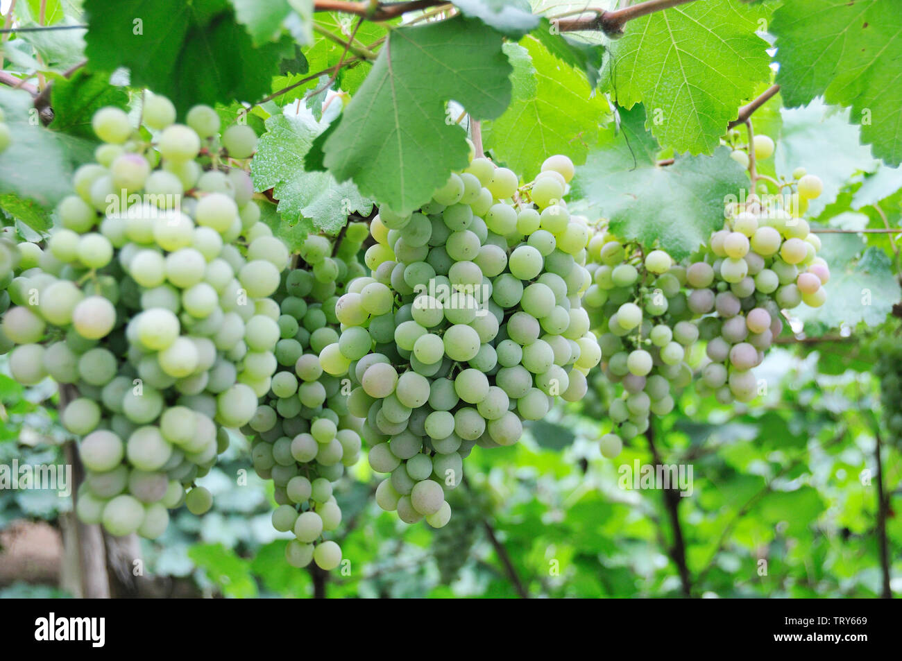 Green grapes in the orchard Stock Photo - Alamy