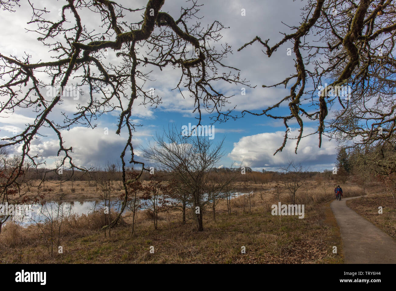 Swamps at parks hi-res stock photography and images - Alamy