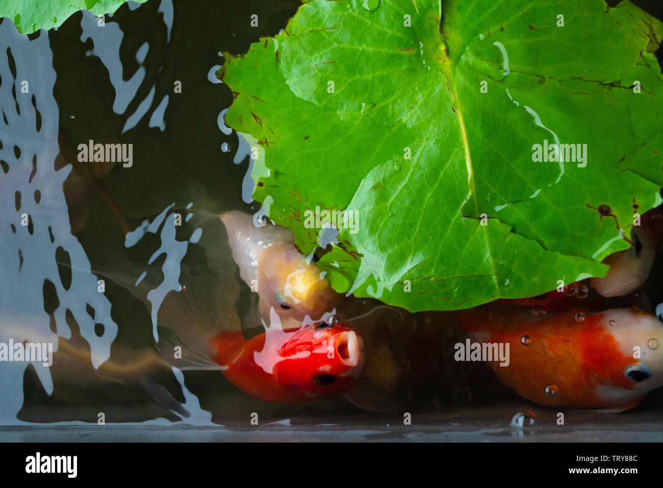 koi fish in the artificil pond in south east asia Stock Photo - Alamy