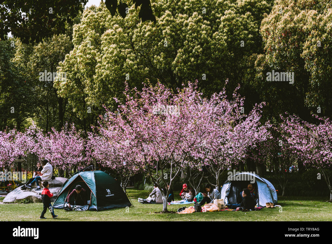 Spring flowers bloom Stock Photo - Alamy