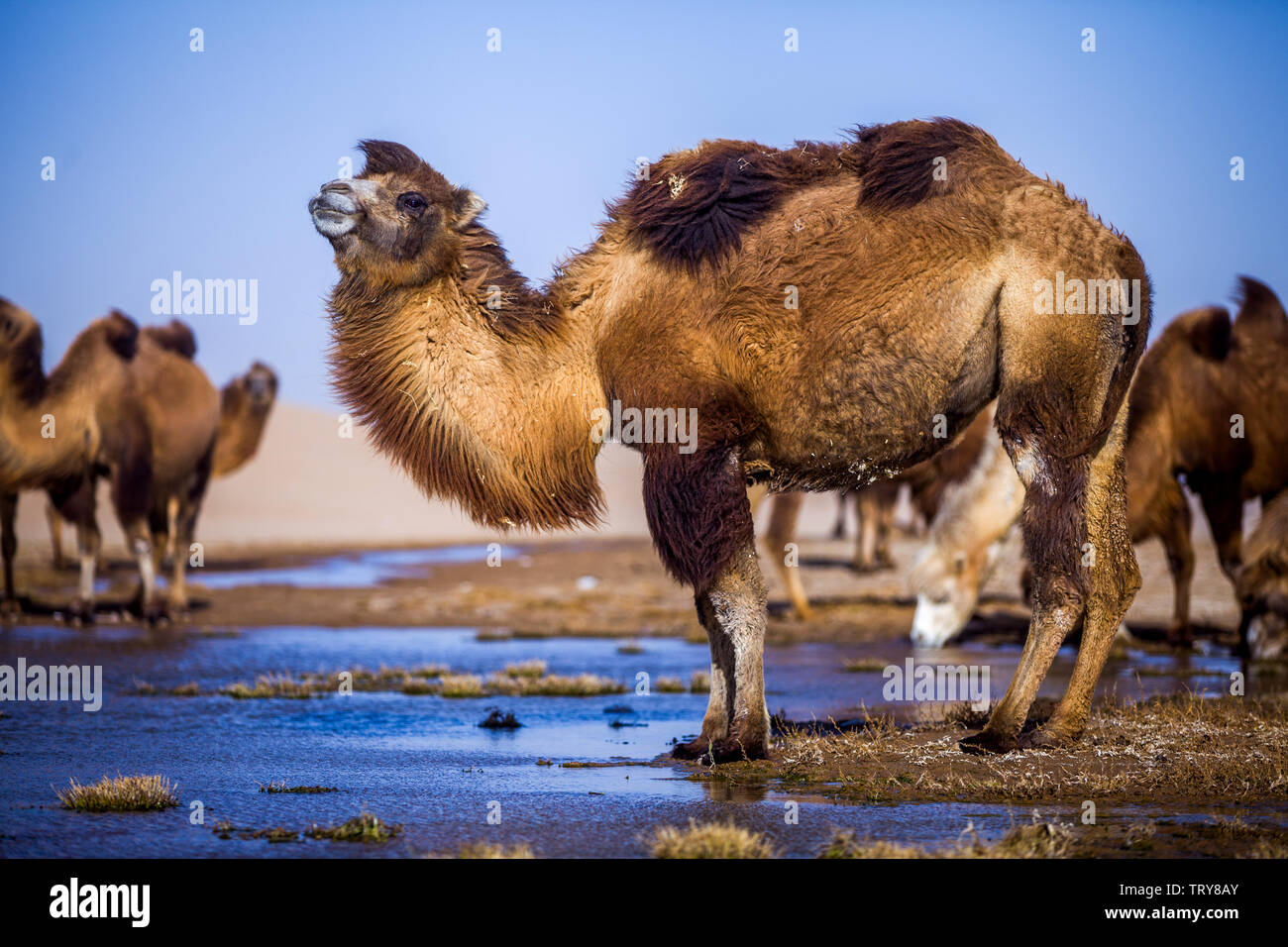 Livestock farm farm tourism livestock farm farm with daylight mammals ...