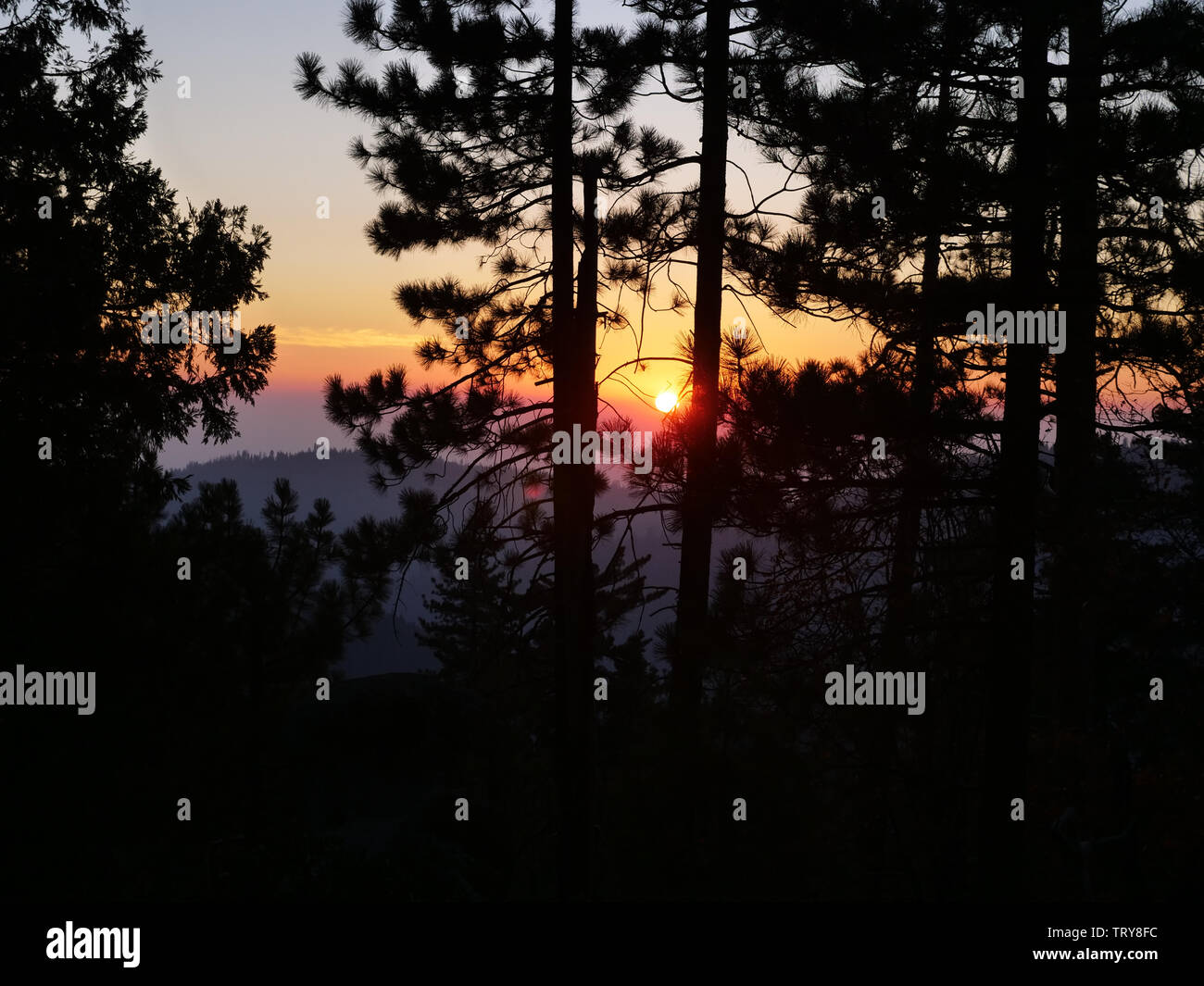 Sequoia forest silhouette hi-res stock photography and images - Alamy
